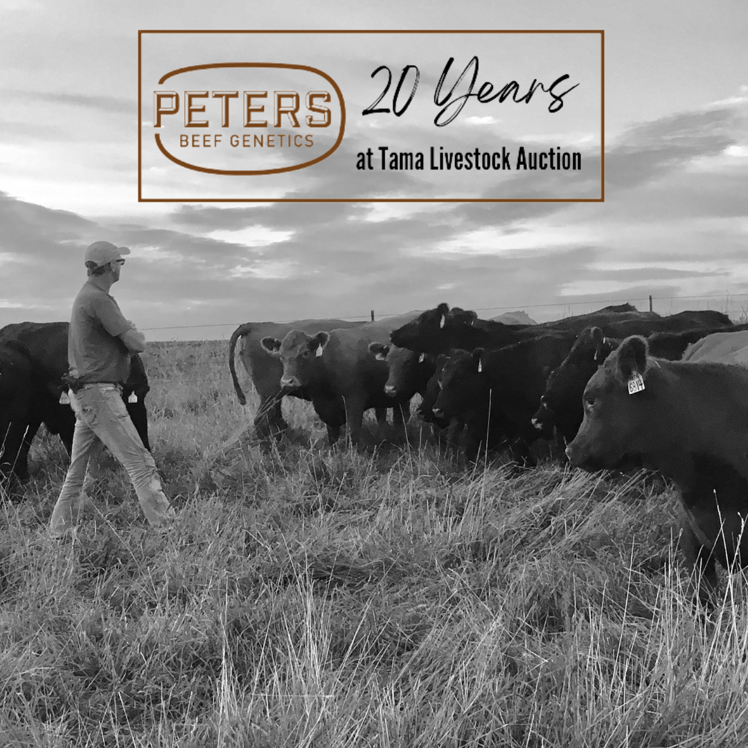 Sale – Peters Beef Genetics