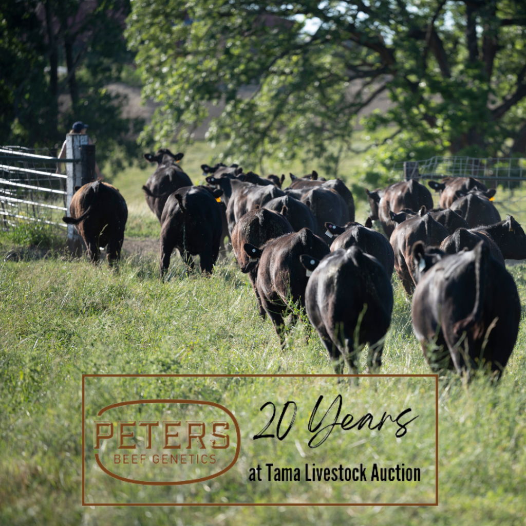 Sale – Peters Beef Genetics